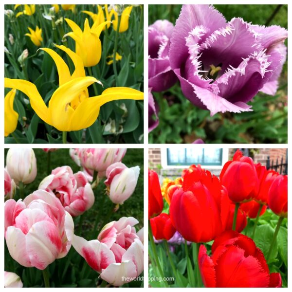 Complete Guide To City Of Pella Iowa Tulip Time Festival | The World ...